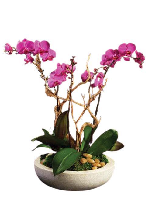 Marvelous Orchids - Fresh Live Orchid Plants – Laguna Beach Florist