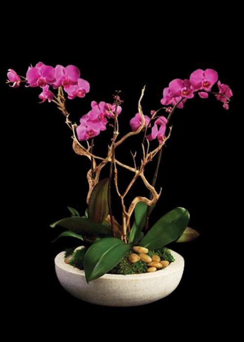 Marvelous Orchids - Fresh Live Orchid Plants – Laguna Beach Florist